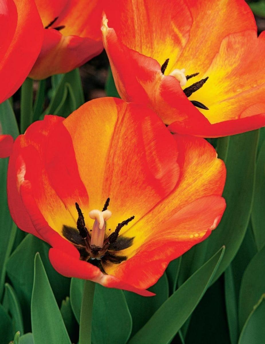 American Dream Tulip Bulbs | Mr Fothergill's
