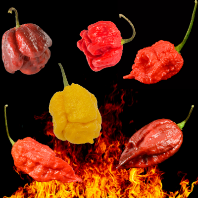 How To Grow Hot Chillies | Blog | Mr Fothergill’s Seeds