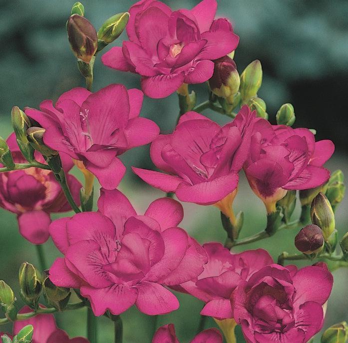 Freesia Bulbs | Freesia Corms | Mr Fothergill's Seeds