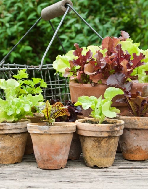 Container Vegetable Seeds | Buy Online | Mr Fothergill's Seeds