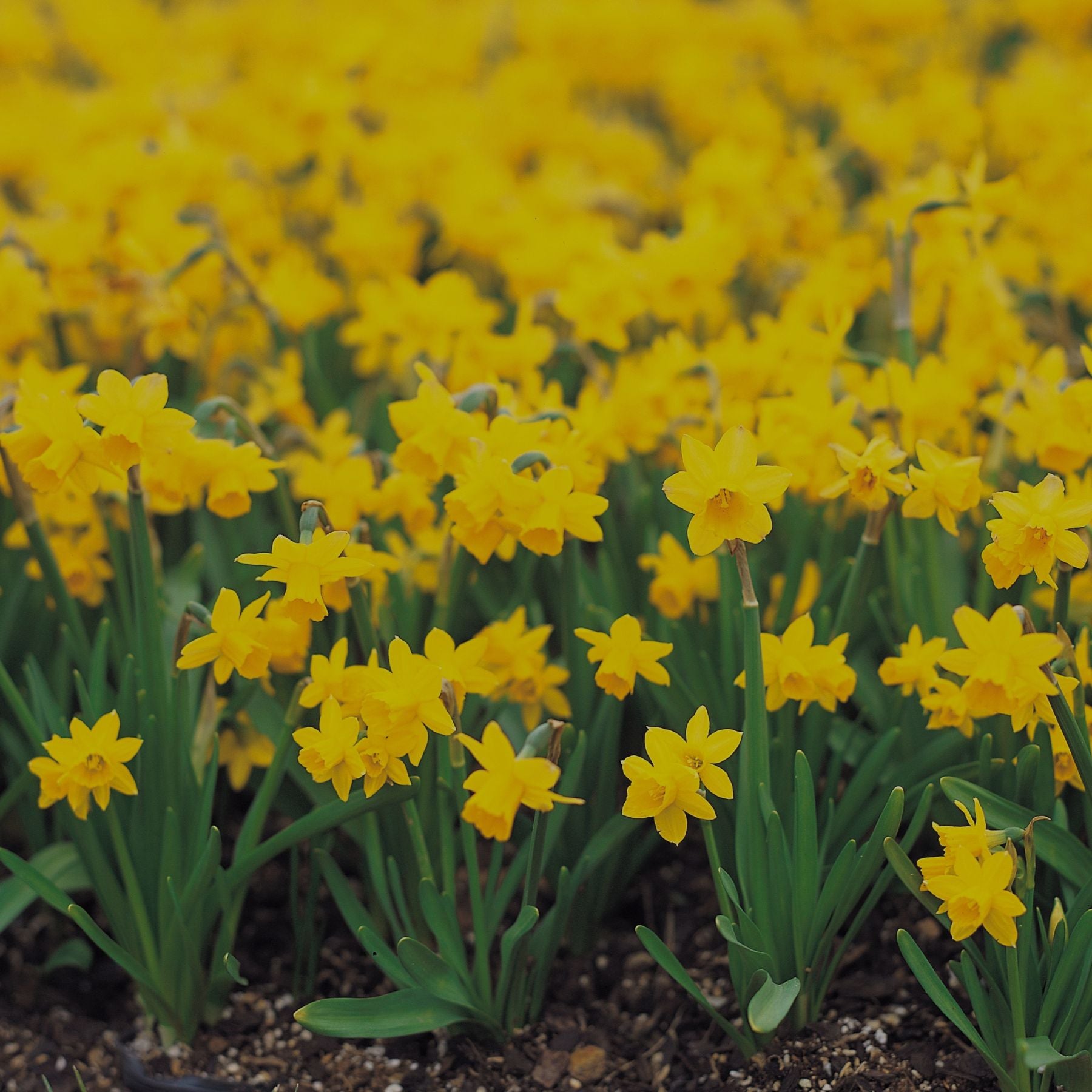 Daffodil Bulbs | Narcissus Bulbs | Mr Fothergill's Seeds