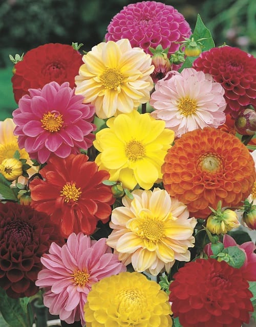 Summer Ready Bulbs | Summer Produce Bulbs | Mr Fothergill's