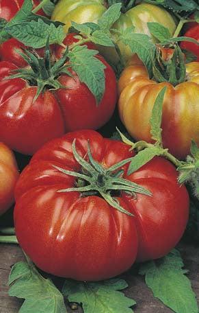 Tomato Rouge de Marmande | Tomato Seeds | Vegetable Seeds by Mr ...