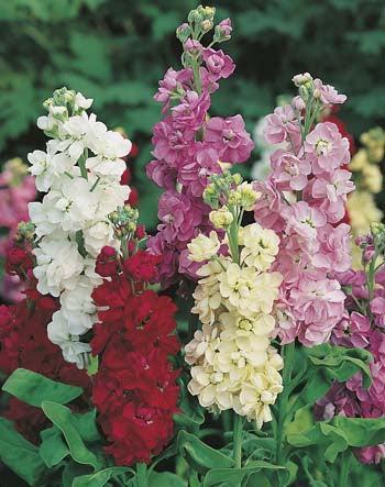 Stock Dwarf Ten Week Mixed Seeds | Mr Fothergill's