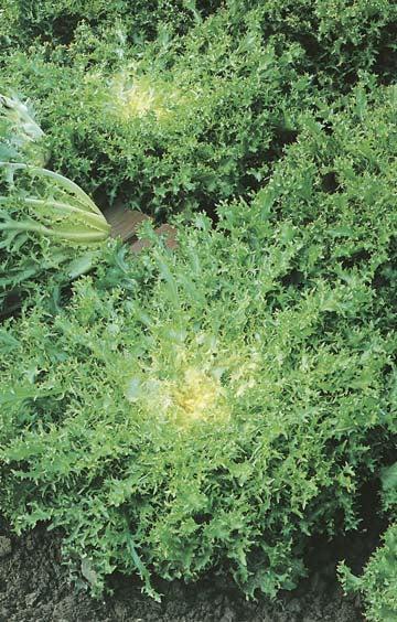 Endive Ruffec Green Curled Seeds | Mr Fothergill's