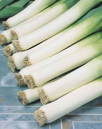 Leek Seeds | Buy Leek Seeds | Mr Fothergill's Seeds