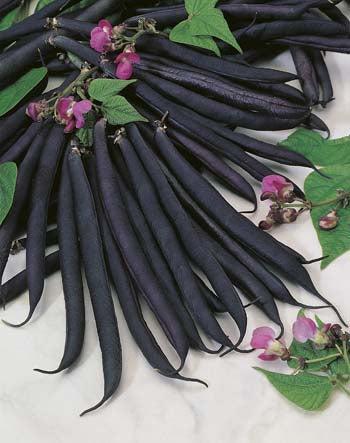 Dwarf Purple Queen Bean Seeds | Mr Fothergill's