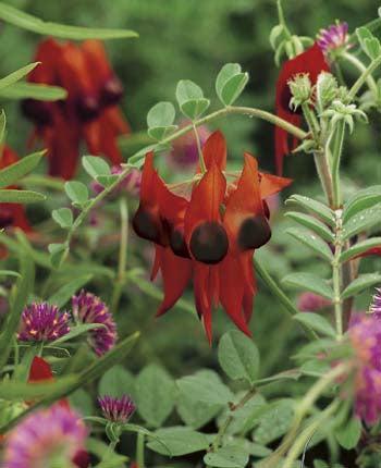 Sturt Pea Australian Native Seeds | Mr Fothergill's