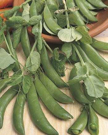Dwarf Sugar Snap Pea Seeds | Mr Fothergill's