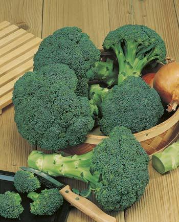 Broccoli Zen F1 | Broccoli Seeds | Vegetable Seeds by Mr Fothergills