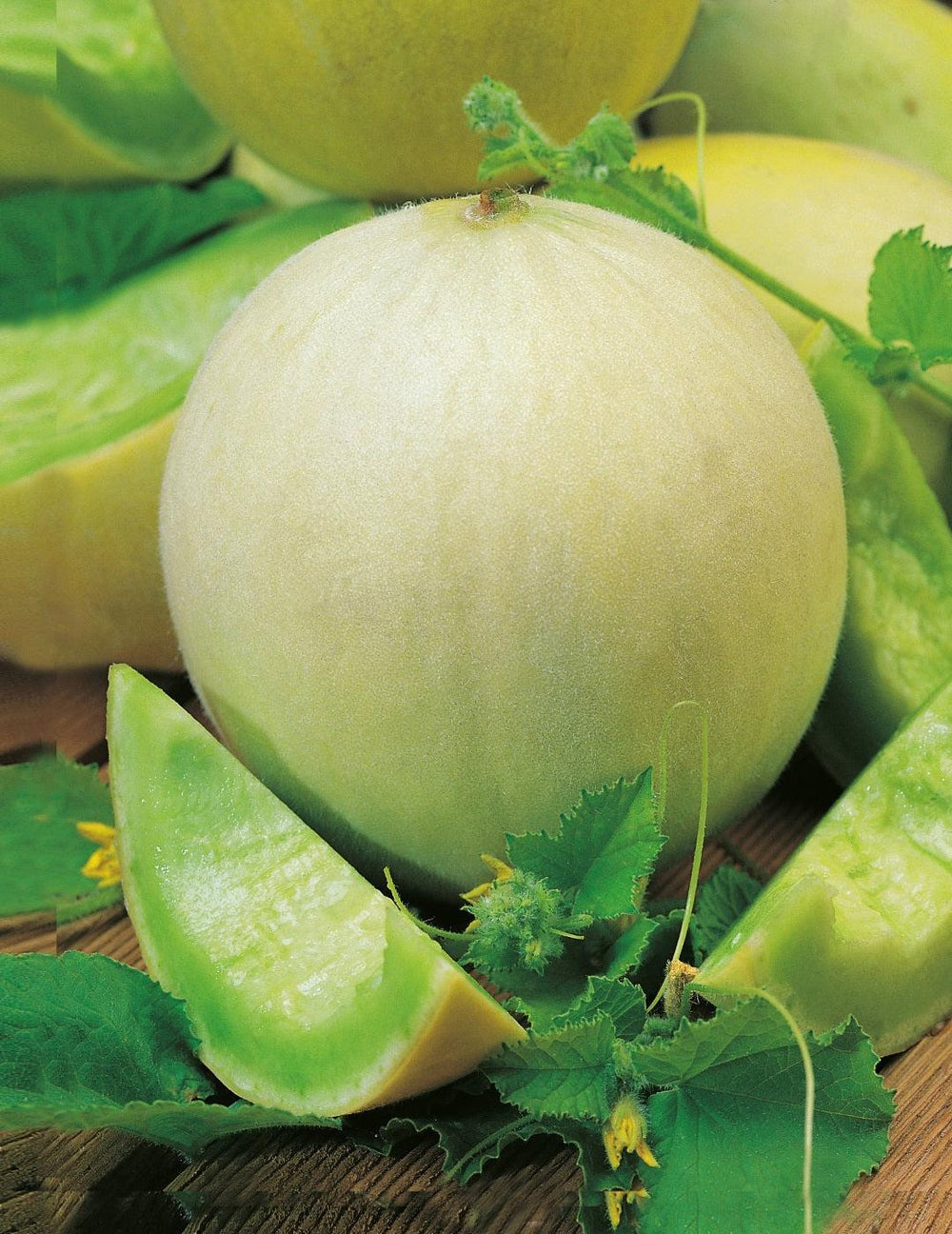 Honey Dew Melon Seeds | Mr Fothergill's