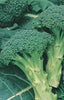 Broccoli Italian Sprouting | Broccoli Seeds | Vegetable Seeds by Mr ...