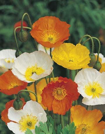 Poppy Iceland Mixed Colours | Poppy Seeds | Flower Seeds by Mr Fothergills