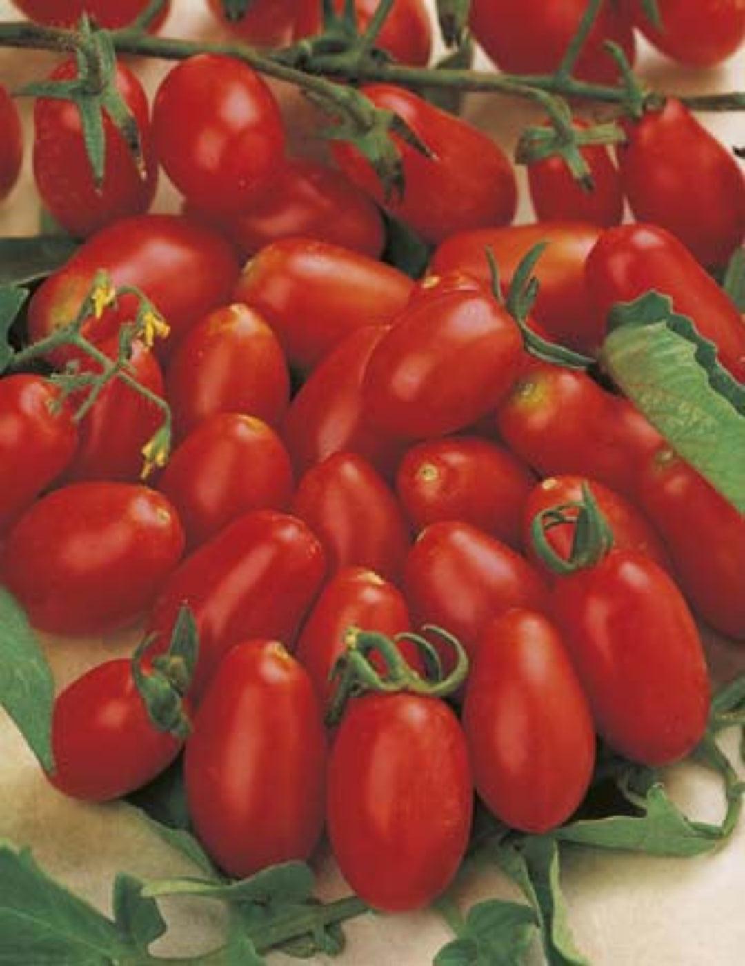 Cherry Roma Organic Tomato Seeds | Mr Fothergill's