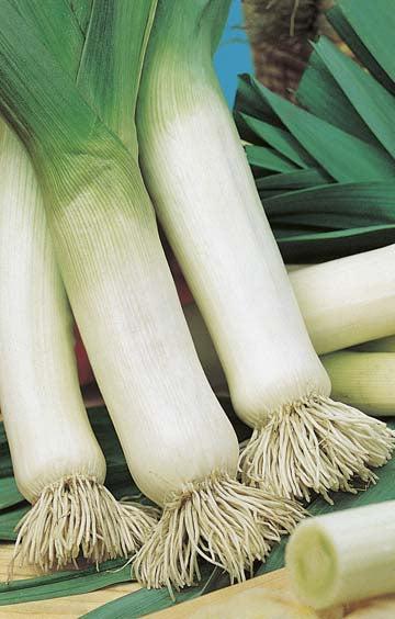Leek Seeds | Buy Leek Seeds | Mr Fothergill's Seeds