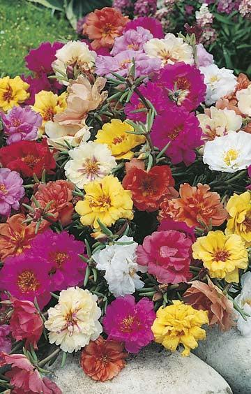 Double Mixed Portulaca Seeds | Mr Fothergill's
