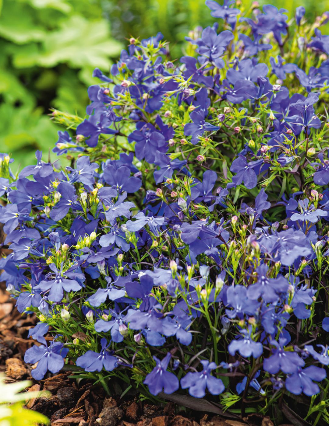 Lobelia Crystal Palace Compacta | Mr Fothergill's