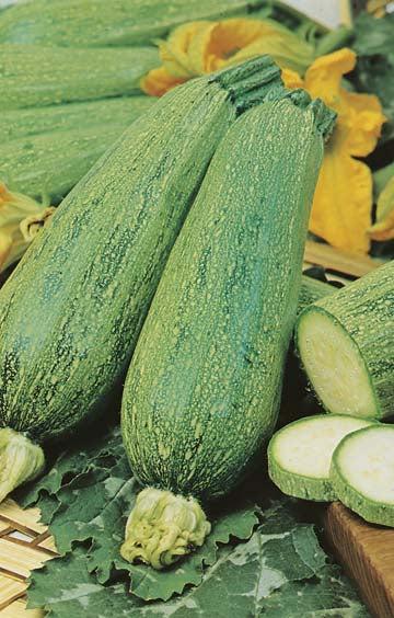 Zucchini Seeds | Buy Zucchini Seeds | Mr Fothergill’s