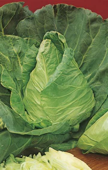 Sugarloaf Cabbage Seeds | Mr Fothergill’s Seeds