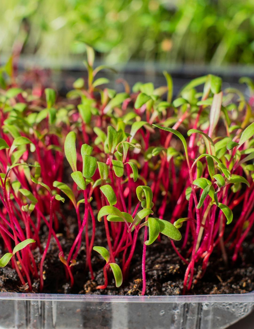 Microgreen Beetroot Seeds | Mr Fothergill's