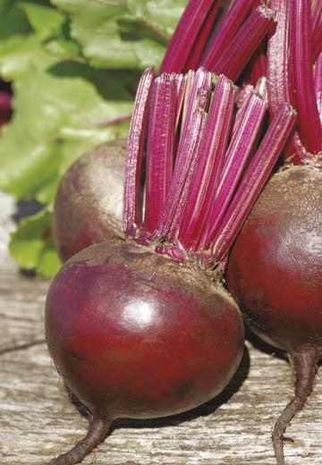 Organic Seeds | Organic Vegetable Seeds | Mr Fothergill's Seeds