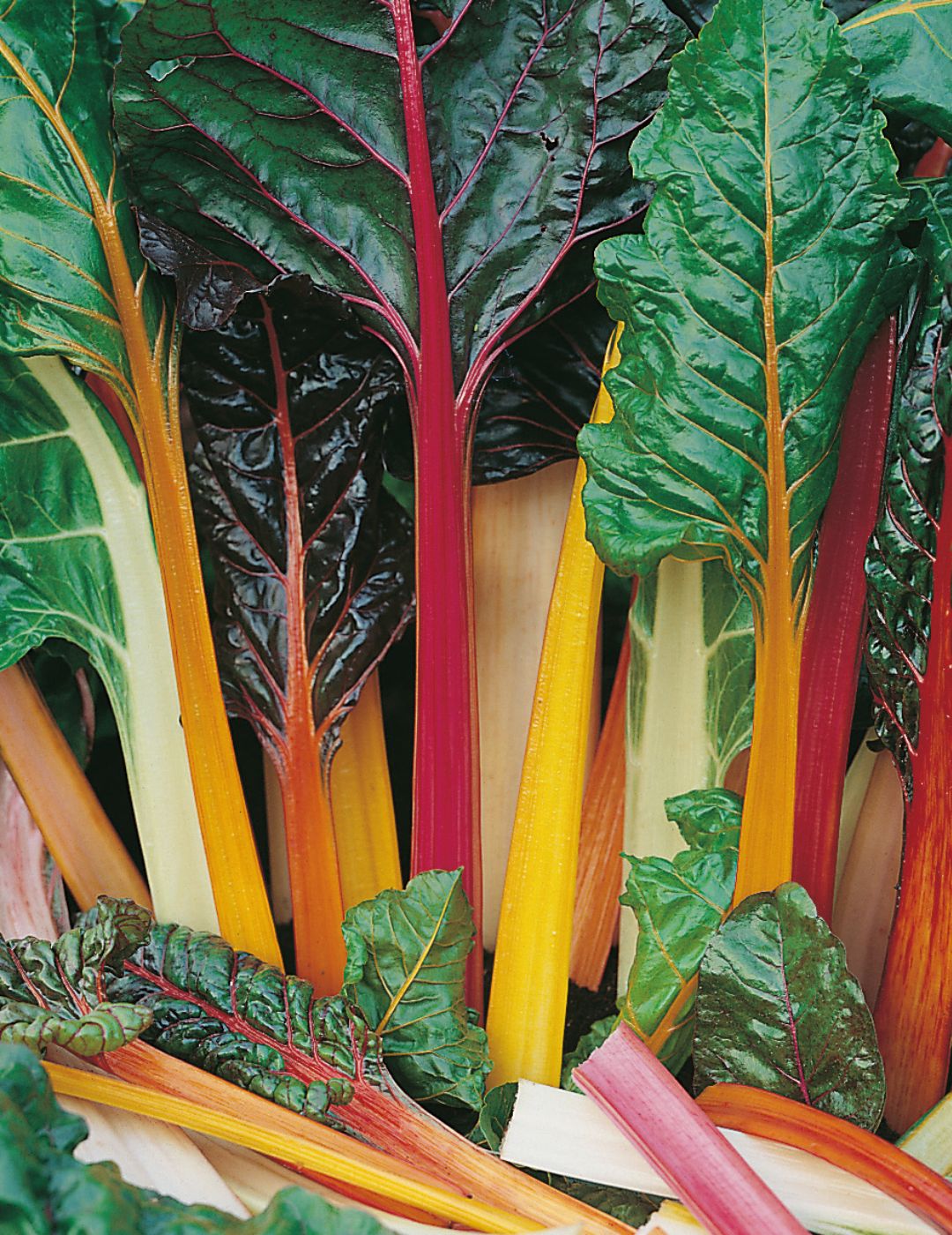 Bright Lights Silverbeet | Mr Fothergill’s