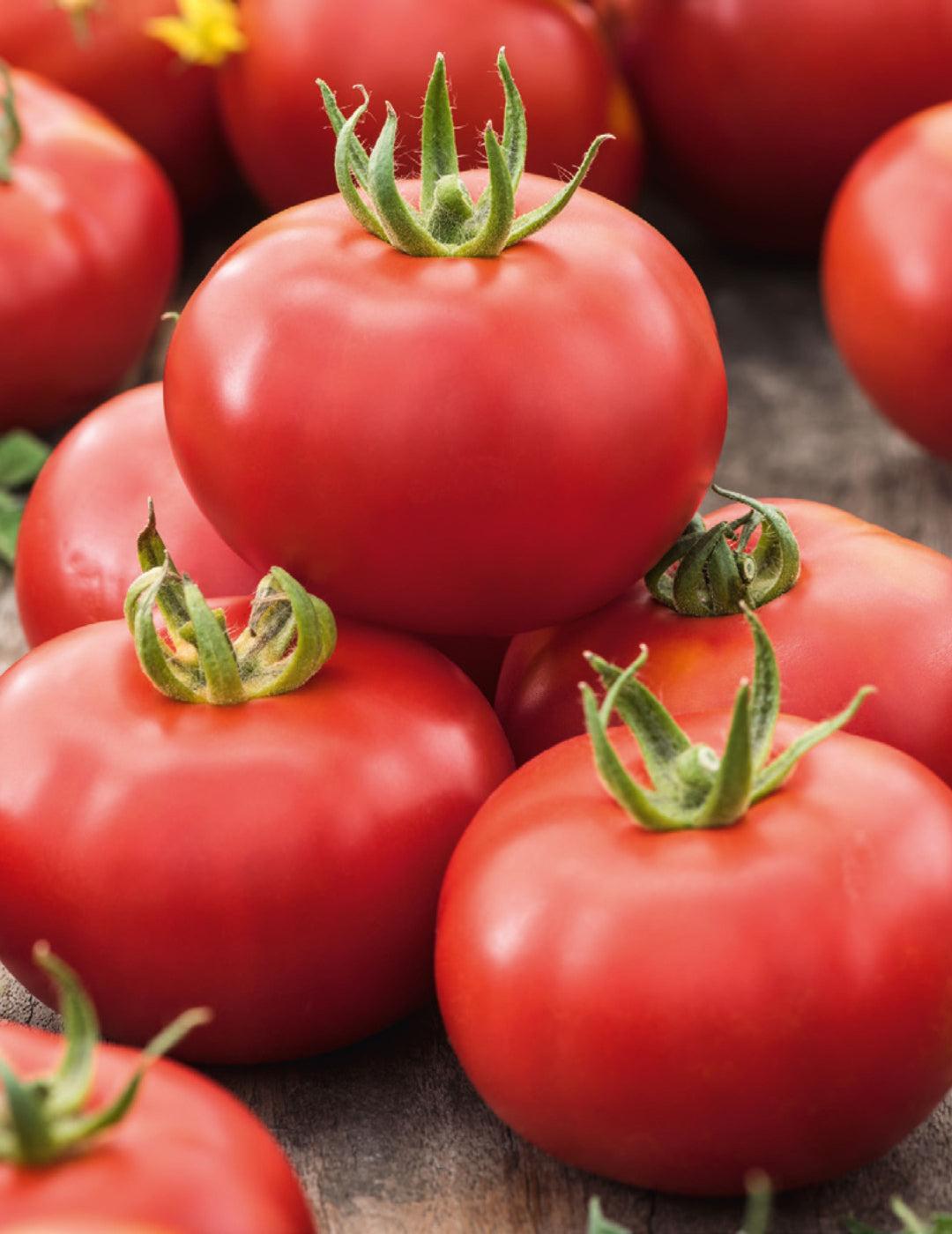 Tomato Seeds | Buy Online | Mr Fothergill's Seeds