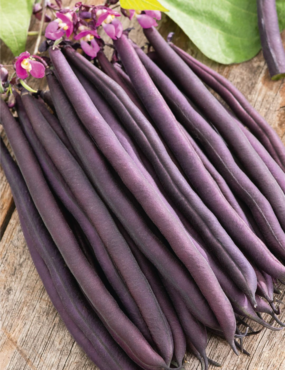 Dwarf Purple Queen Bean Seeds | Mr Fothergill's