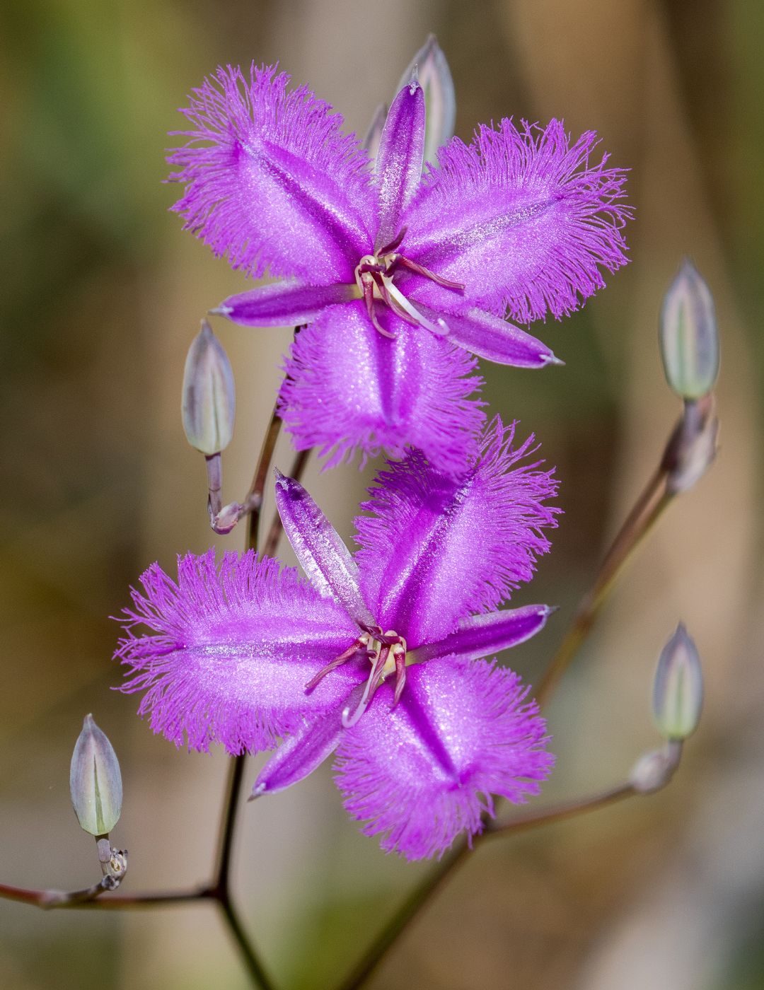 Australian Native Fringed Lily Seeds | Mr Fothergill's