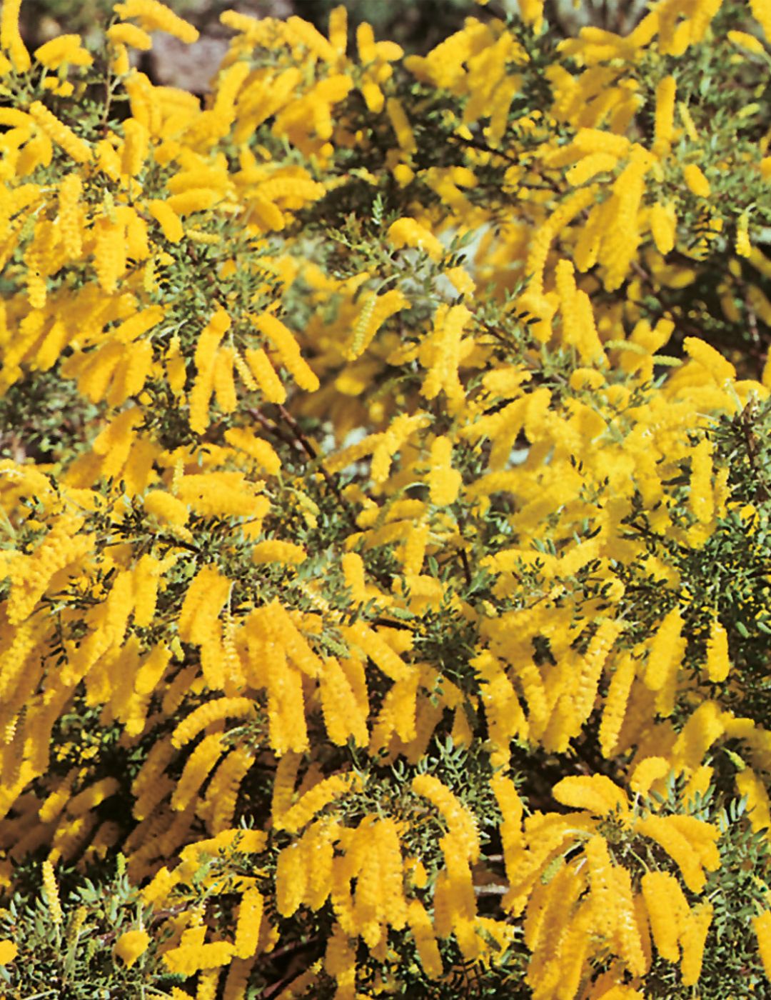 Dwarf Wattle Australian Native Seeds | Mr Fothergill's