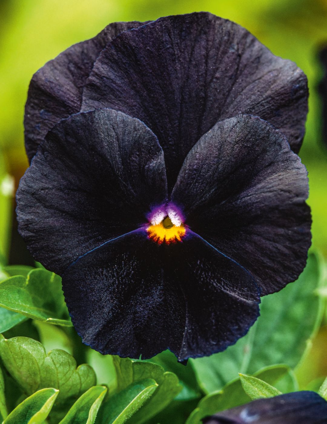 Pansy Blackjack Seeds | Mr Fothergill's