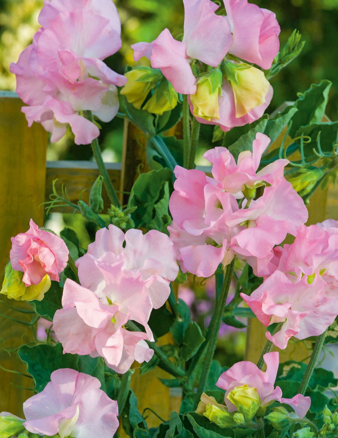 Princess Elizabeth Sweet Pea Seeds | Mr Fothergill's
