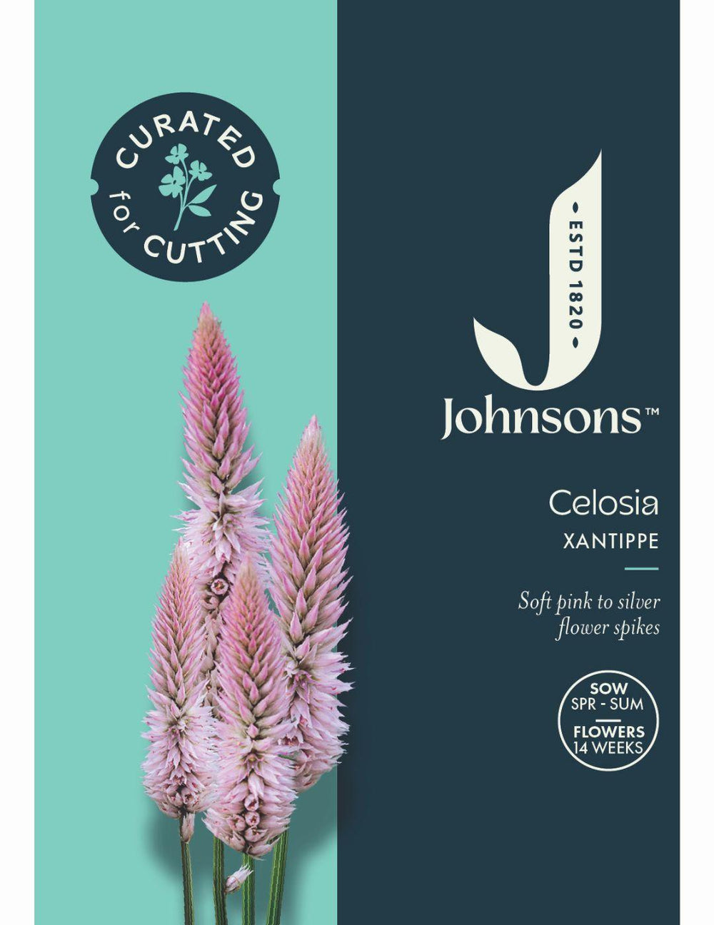 Celosia Xantippe Seeds | Cut Flower Seeds | Mr Fothergill's