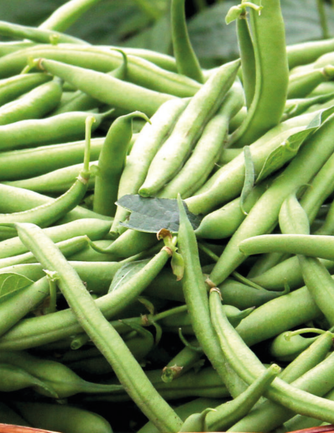 Dwarf Gourmet Delight Bean Seeds | Mr Fothergill's