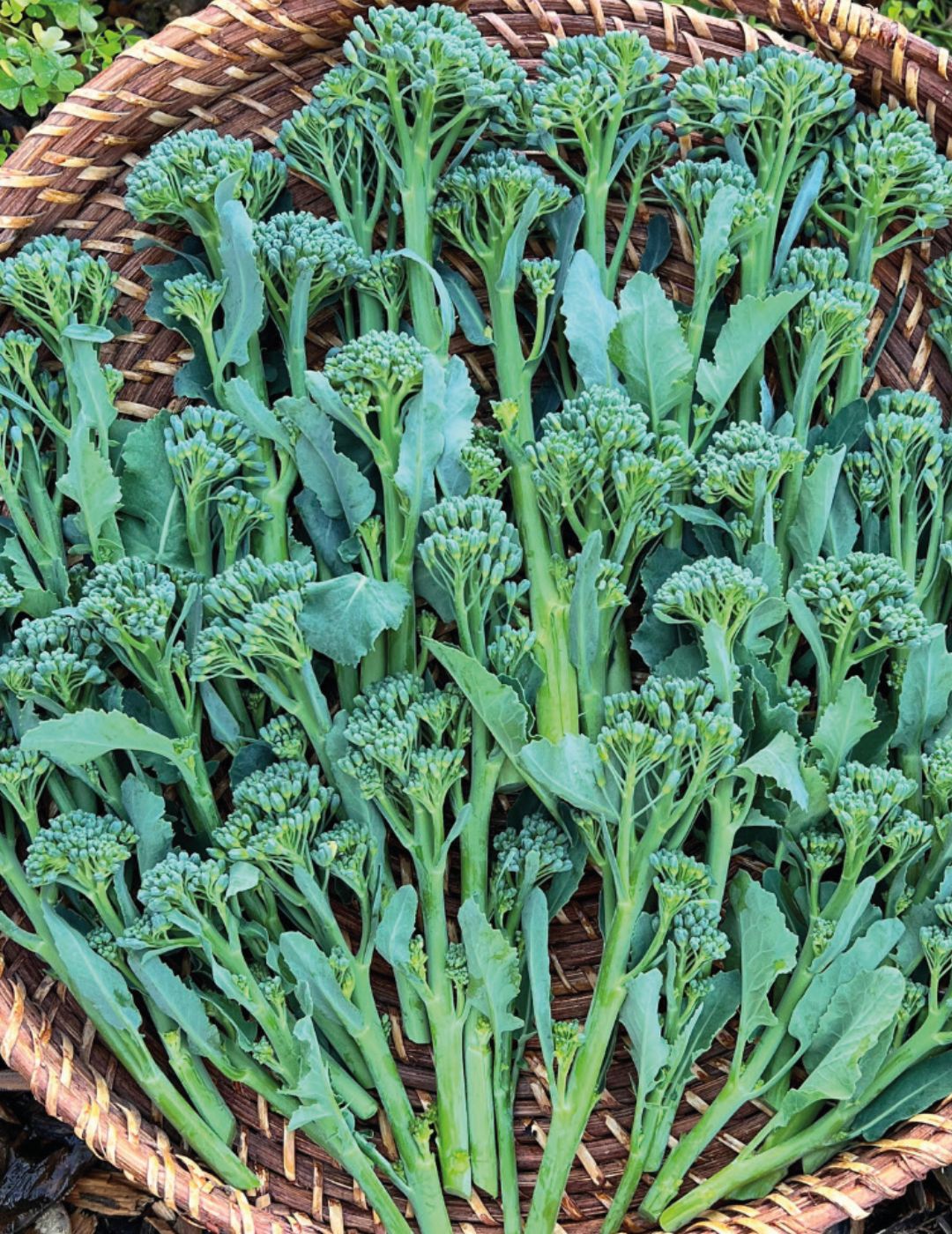 Italian Sprouting Broccoli Seeds | Mr Fothergill’s Seeds