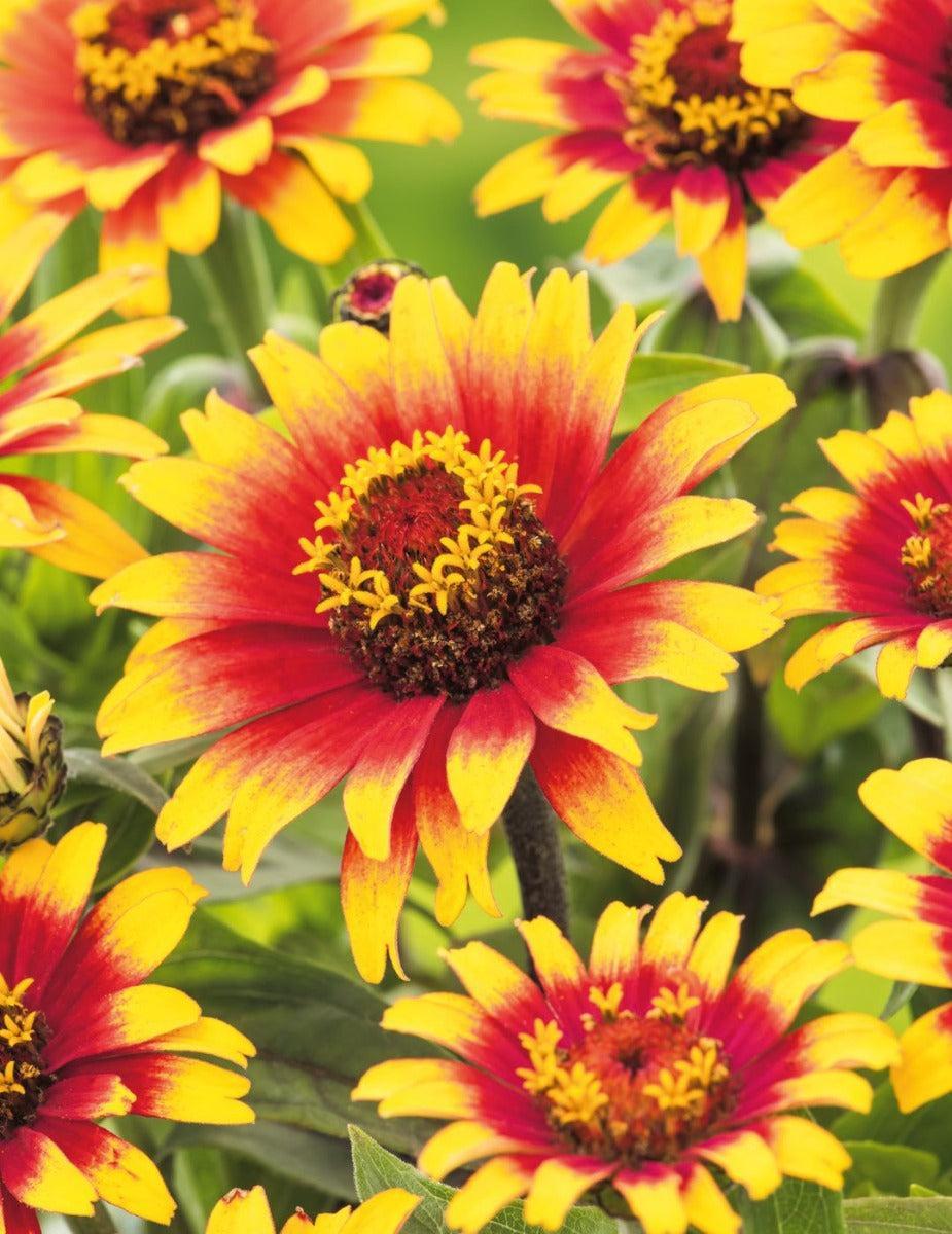 Sombrero Zinnia Seeds (Limited Edition) | Mr Fothergill's