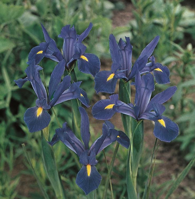 Dutch Iris Blue | Dutch Iris Bulbs | Mr Fothergill's Seeds