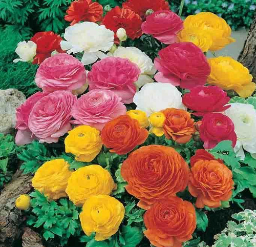 Ranunculus Bulbs | Ranunculus Corms | Mr Fothergill's Seeds