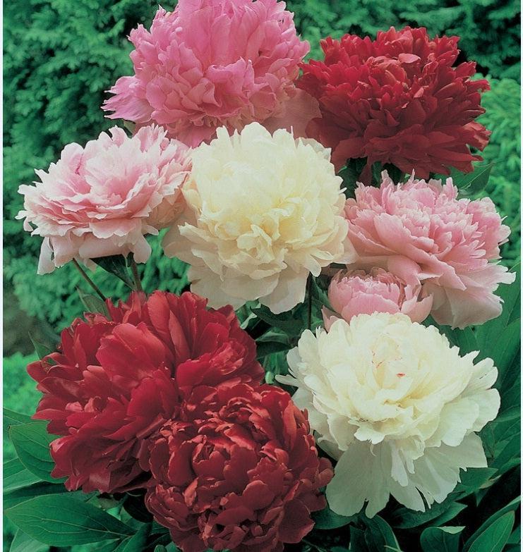 Peony Rose Bulbs | Buy Peony Bulbs | Mr Fothergill’s Seeds