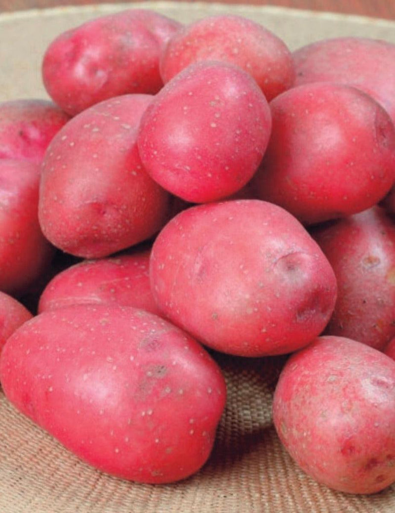 Salad Rose Seed Potato Tubers (1kg bag) | Mr Fothergill's