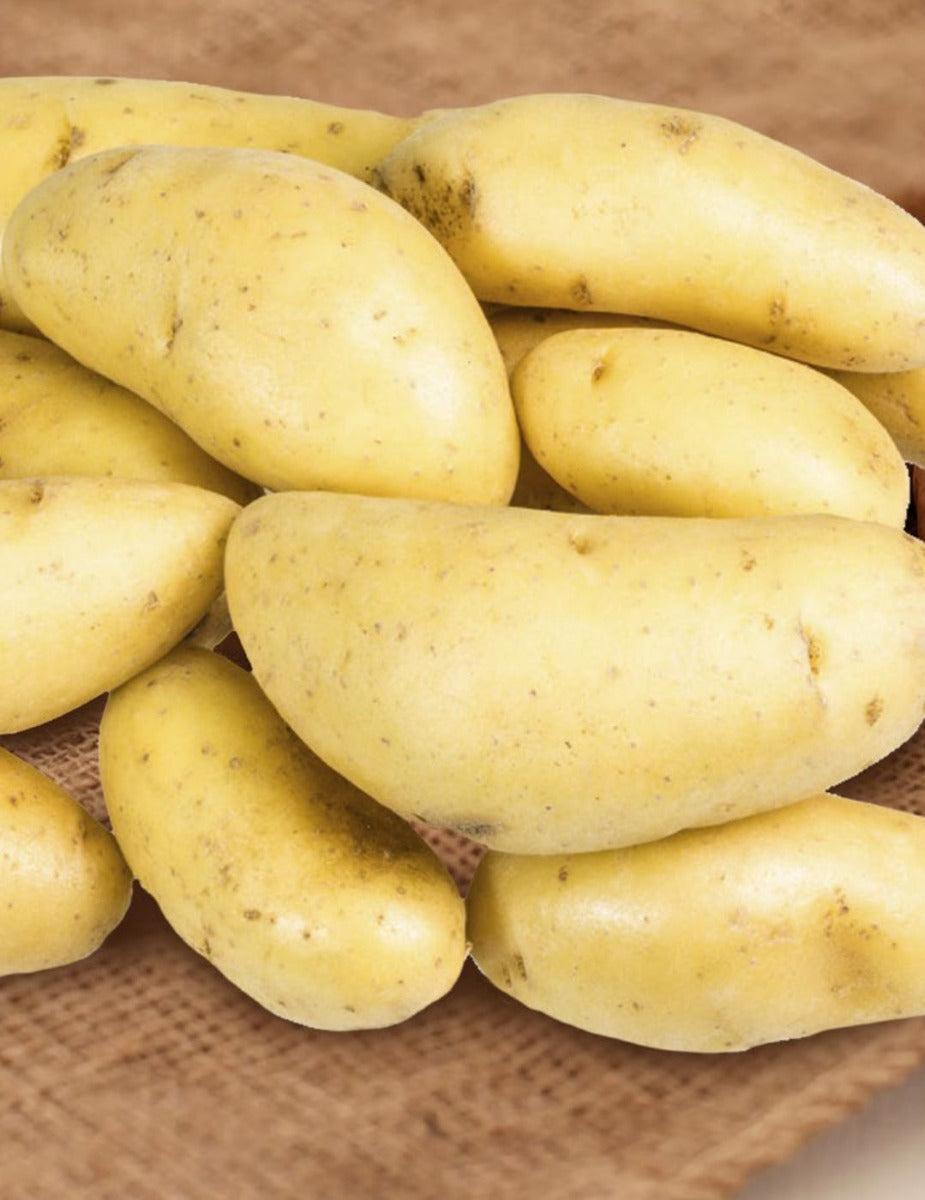 Spunta Seed Potato Tubers (1kg bag) | Mr Fothergill's