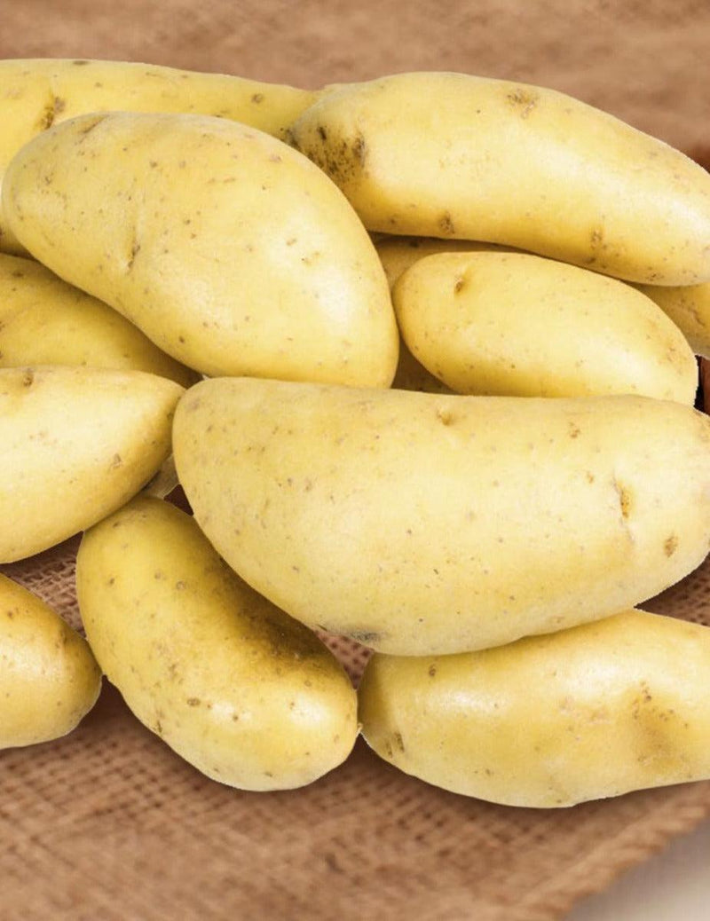 Spunta Seed Potato Tubers (1kg bag) | Mr Fothergill's