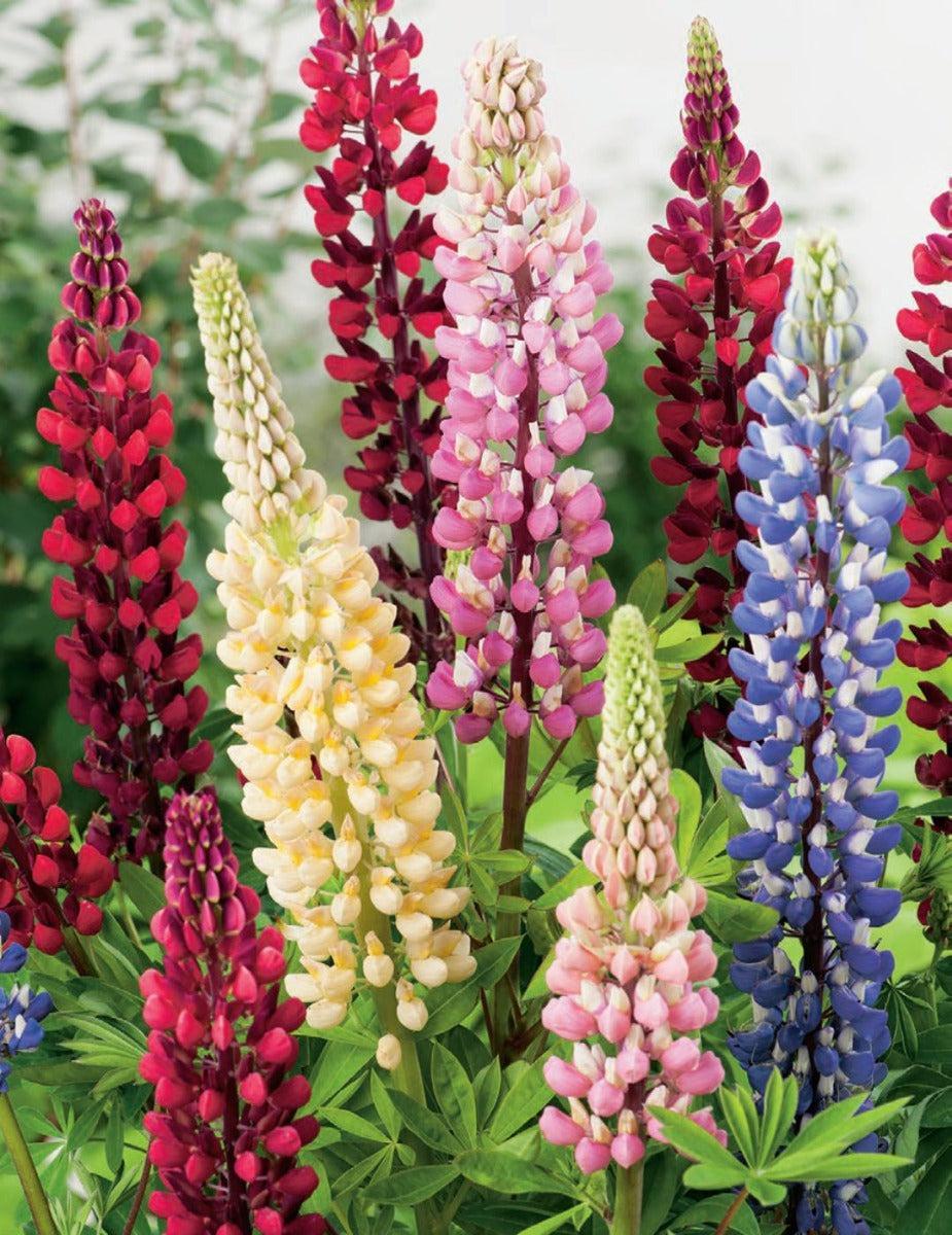 Russel Mixed Lupin Plants | Mr Fothergill's