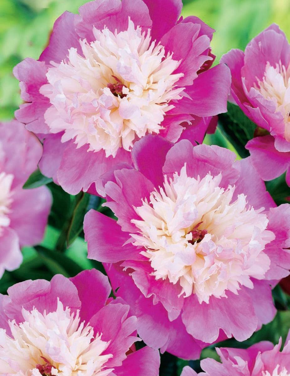 Pink Twinkle Peony Rose Bulbs (Winter Season) | Mr Fothergill's