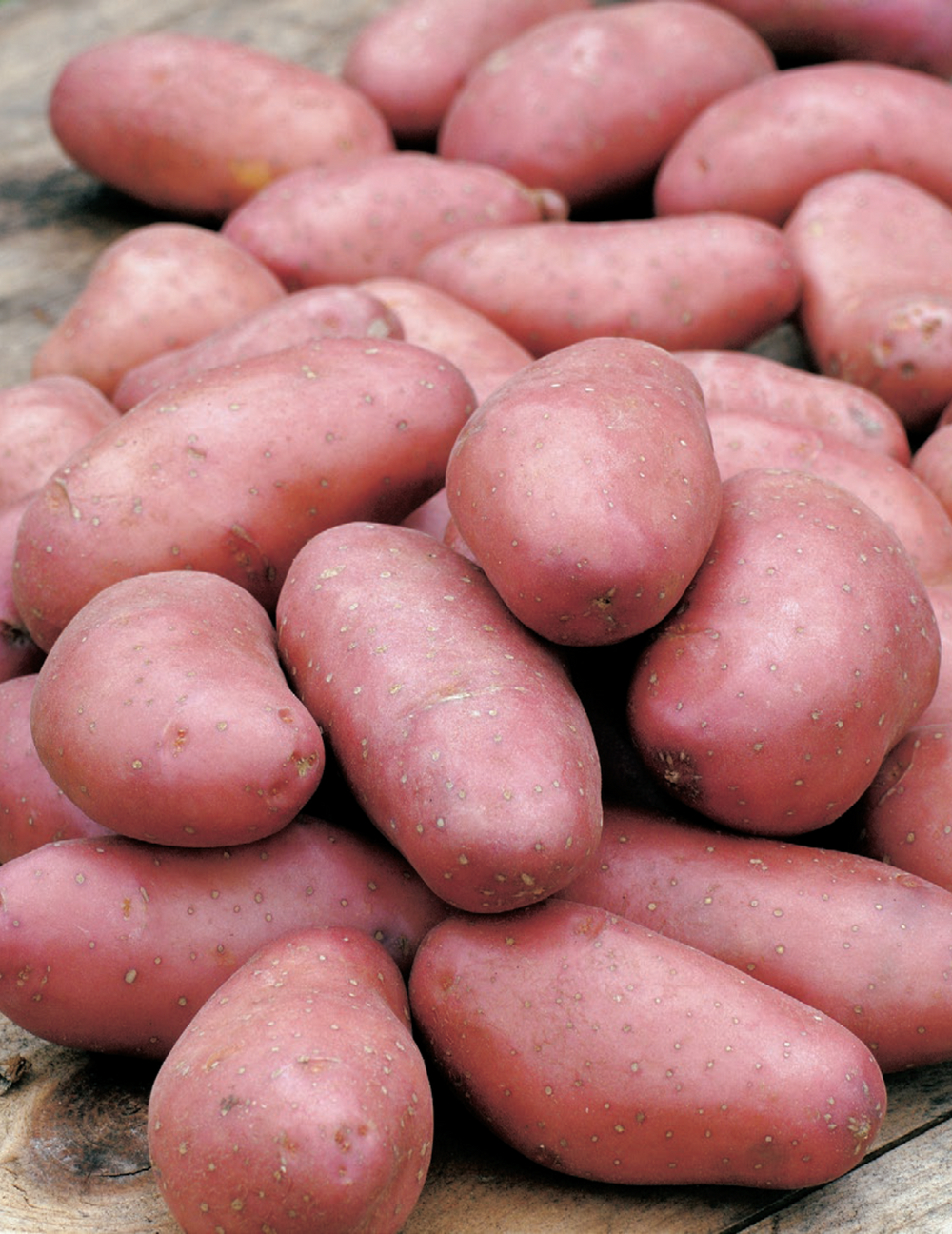 Seed Potato Red Norland 500g | Bulbs by Mr Fothergill's