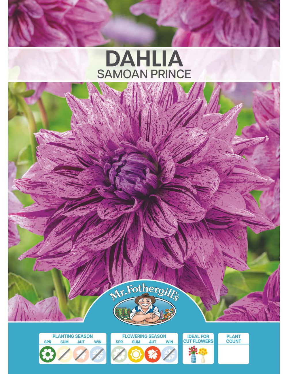 Samoan Prince Dahlia Bulb (Aug-Sep Season) | Mr Fothergill's