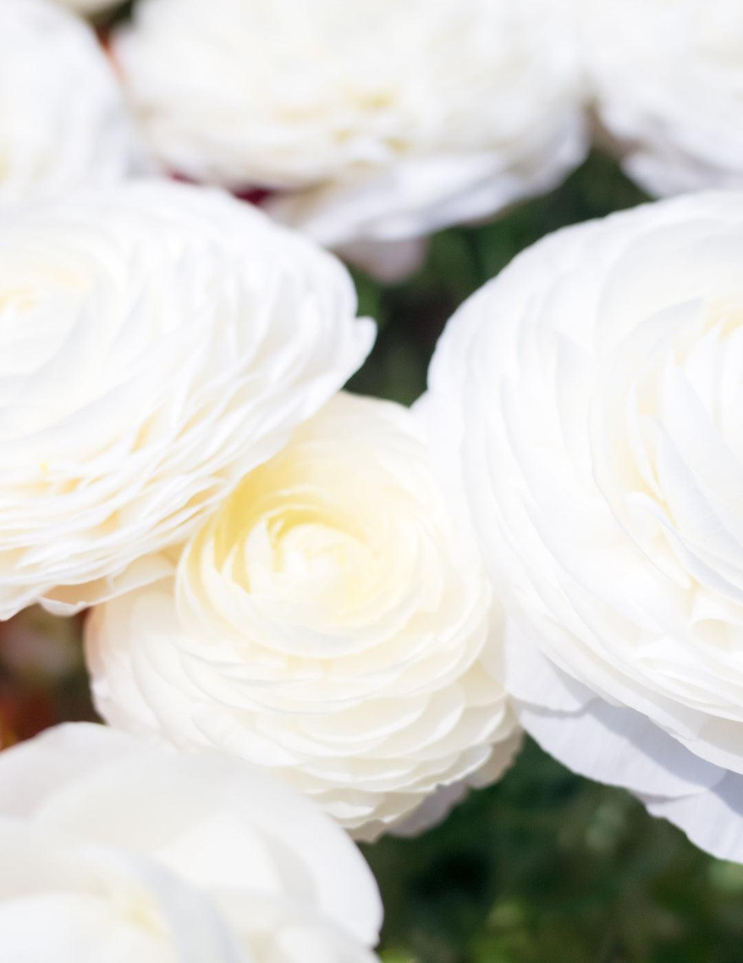 White Ranunculus F1 Bulbs | Mr Fothergill's