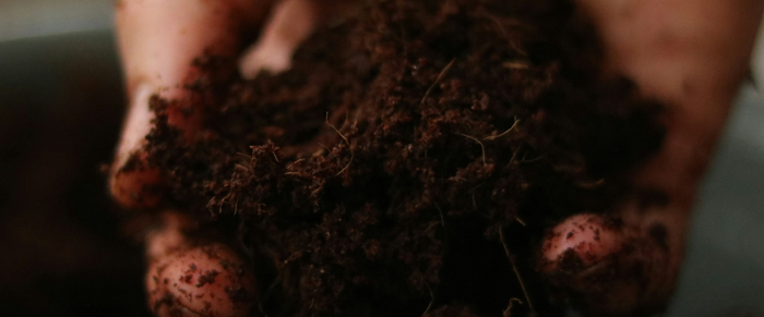 How To Grow Sunflowers | Growing Guide | Mr Fothergill’s Seeds