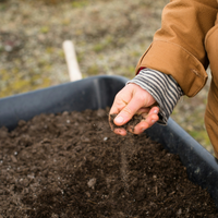 How to Grow Ranunculus | Growing Guide | Mr Fothergill’s Seeds