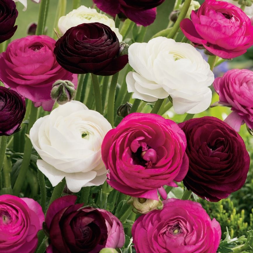 How to Grow Ranunculus | Growing Guide | Mr Fothergill’s Seeds